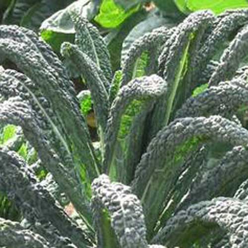 Kale Black Tuscan Seeds - buy online at chili-shop24.com