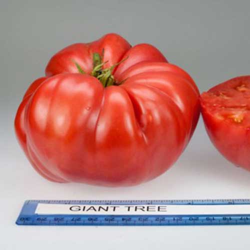 Giant Tree Tomato Seeds - buy online at chili-shop24.com