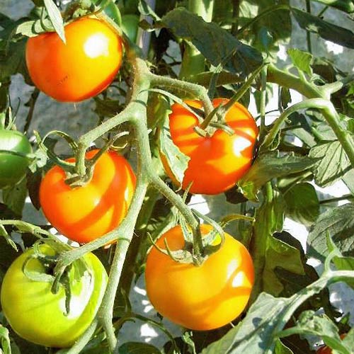 Auriga tomato seeds - buy online at chili-shop24.com