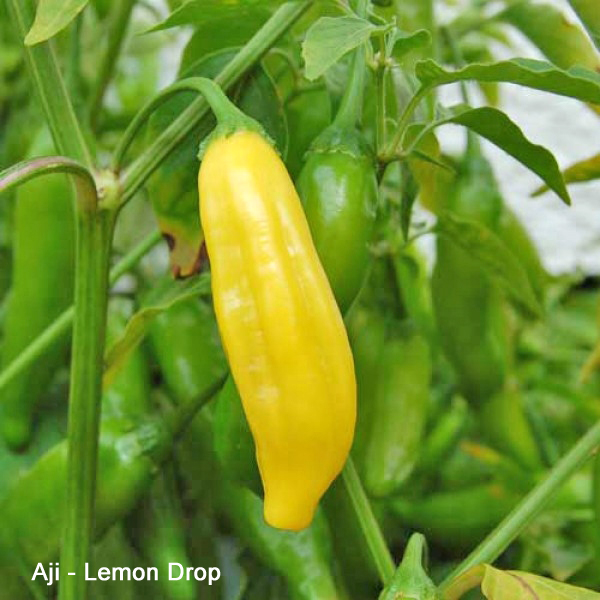 Info chili Aji - chili-shop24.com