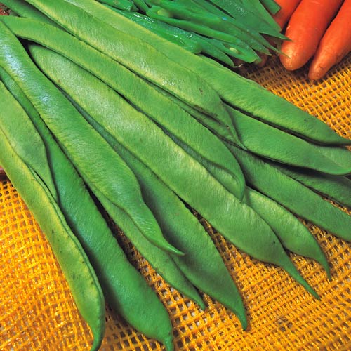 Fire bean Red Knight Seeds - buy online at chili-shop24.com