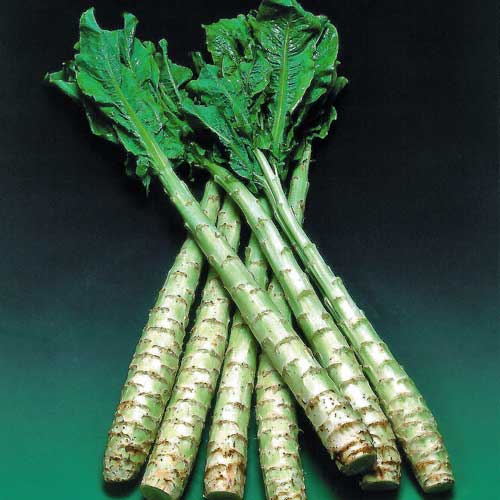 Celtuce Seeds - buy online at chili-shop24.com
