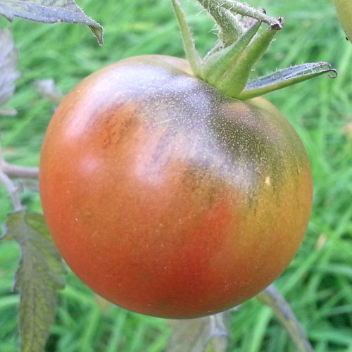 Order Purple Cherokee tomato seeds online - chili-shop24.de