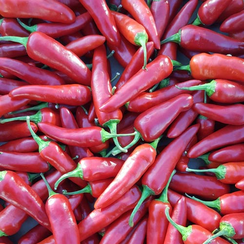 Rawit chili seeds - buy online at chili-shop24.com