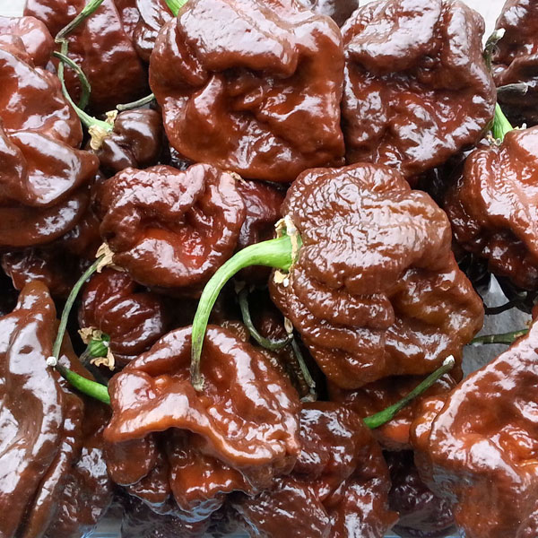 Trinidad Scorpion Chocolate chili seeds - buy online at chili-shop24.com