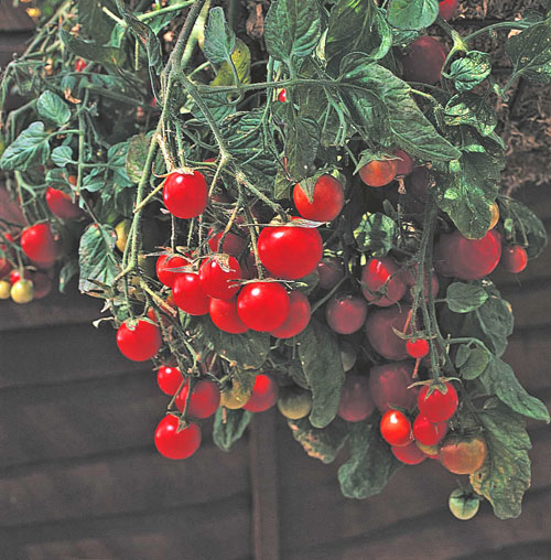 Order Garden Pearl tomato seeds online - chili-shop24.de