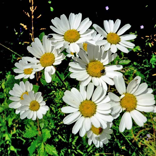 Marguerite Seeds - buy online at chili-shop24.com