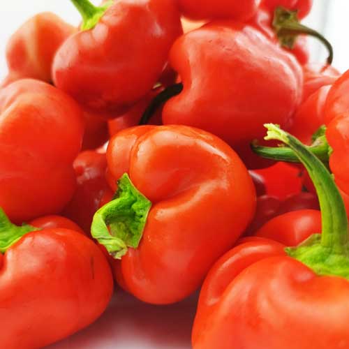Fresh organic Hot Apple chillies - buy online at chili-shop24.com