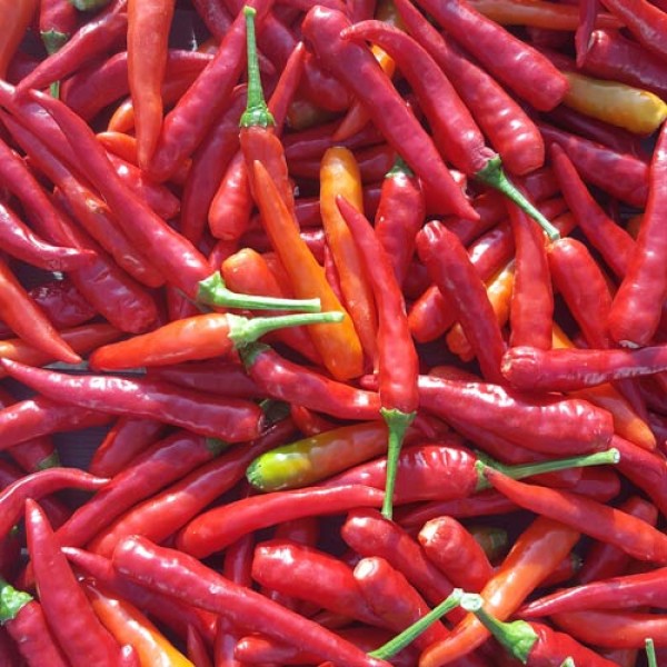 Order Thai Dragon Chili Seeds online at chili-shop24.de