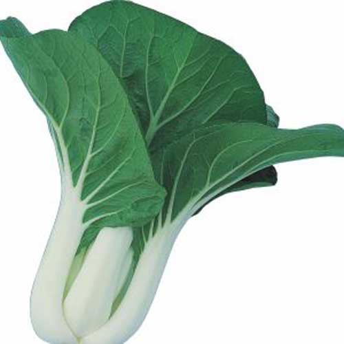 Pak Choi Canton Dwarf Seeds - buy online at chili-shop24.com