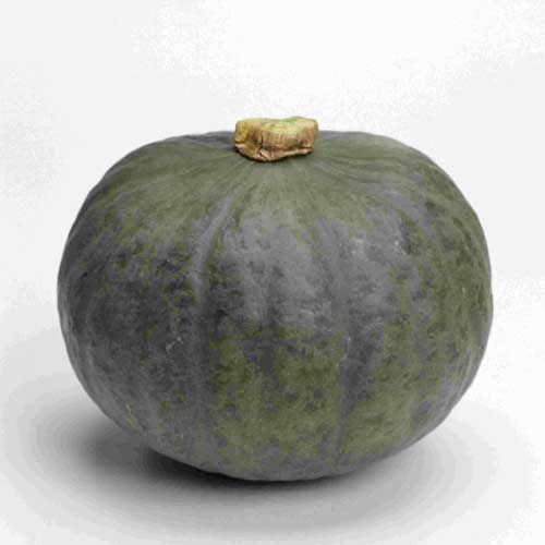 Squash Blue Kuri Seeds - buy online at chili-shop24.com