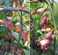 Fidalgo Roxa chili seeds - buy online at chili-shop24.com