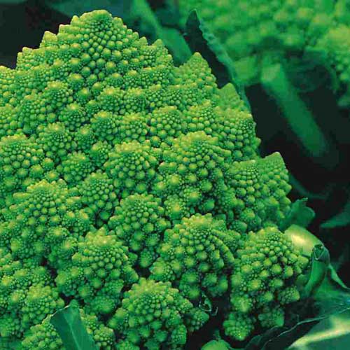 Romanesco Seeds - buy online at chili-shop24.com