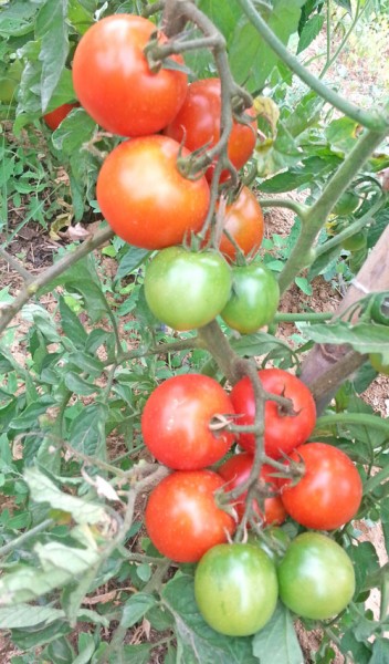 Camone tomato seeds - buy online at chili-shop24.com
