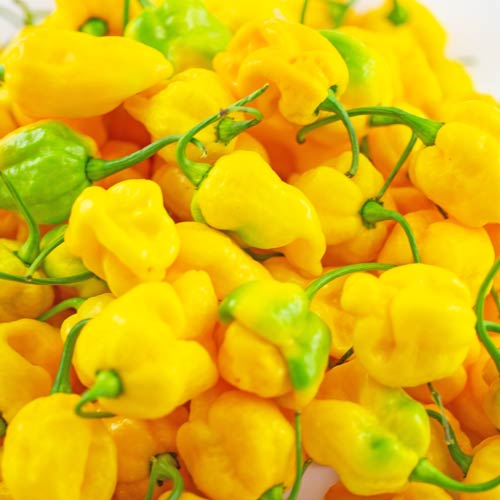 Fresh organic 7 Pot Brainstrain Yellow chili peppers - buy online at ...