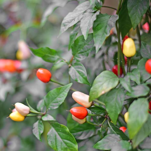 Order Chinese Five Color Chili Seeds at chili-shop24.com
