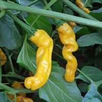 Order Penis Pepper Red - Peter Pepper Chili Seeds online - chili-shop24.de
