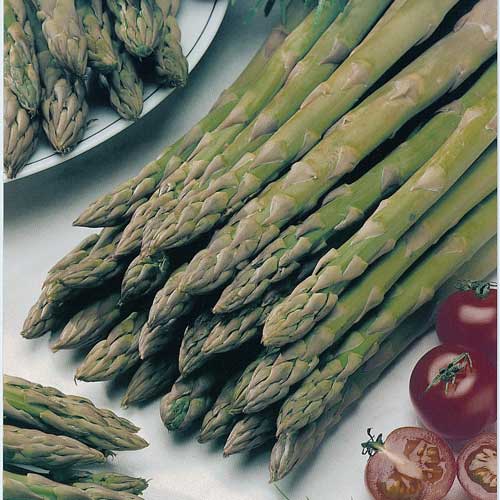 Asparagus Connover`s Colossal Seeds - buy online at chili-shop24.com