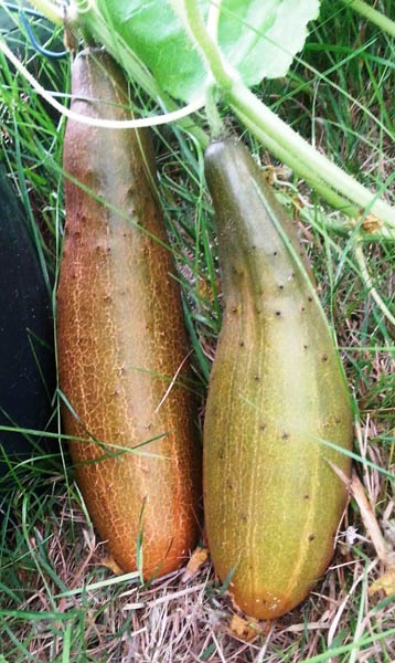 Cucumber Red Wonder Seeds - buy online at chili-shop24.com