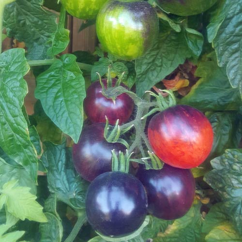 Shadow Boxing tomato seeds - buy online at chili-shop24.com