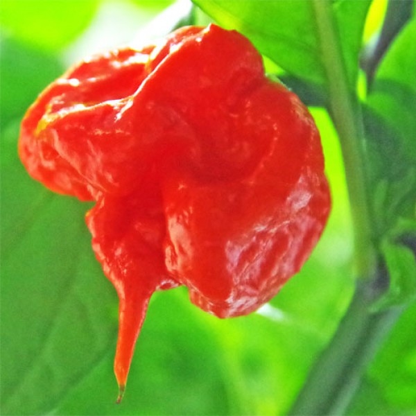 Carolina Reaper chili info - chili-shop24.com