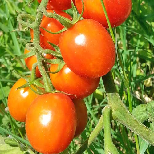Mallorquin tomato seeds online - chili-shop24.de