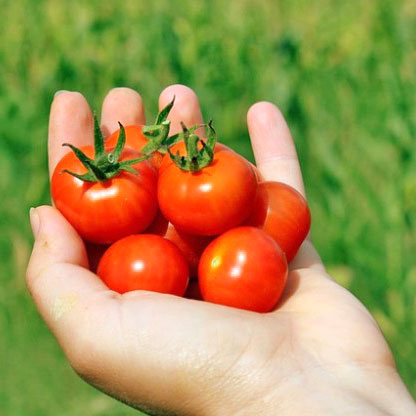 Mano tomato seeds - buy online at chili-shop24.com