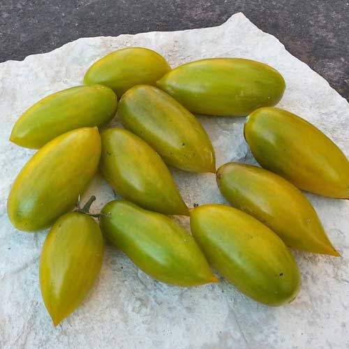 Artisan Green Tiger tomato seeds - buy online at chili-shop24.com
