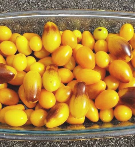 Indigo Pear Drops tomato seeds - buy online at chili-shop24.com