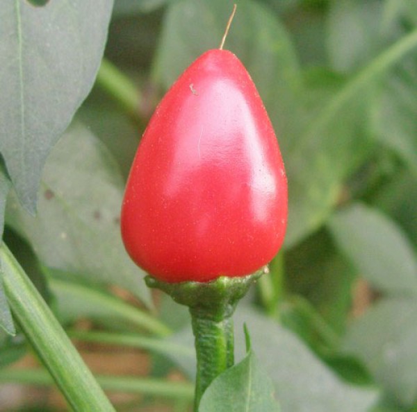 Order Cascabella Chili Seeds online - chili-shop24.de