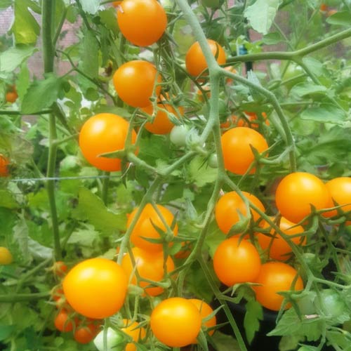 Yellow Perfection tomato seeds - buy online at bee-seeds.eu