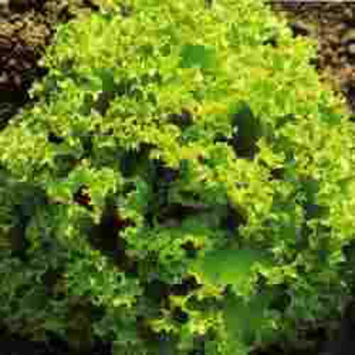Lettuce Lollo Bionda Seeds - buy online at chili-shop24.com
