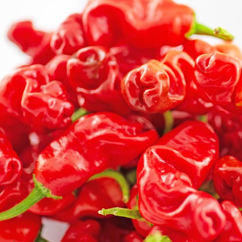 Fresh organic Peter Pepper chillies - buy online at chili-shop24.com