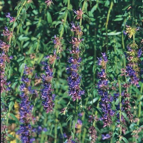 Hyssop Seeds - buy online at chili-shop24.com