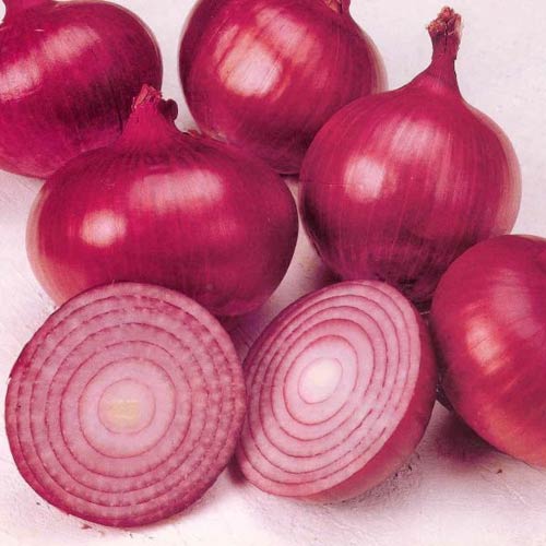 Onion Red Creole Seeds - buy online at chili-shop24.com