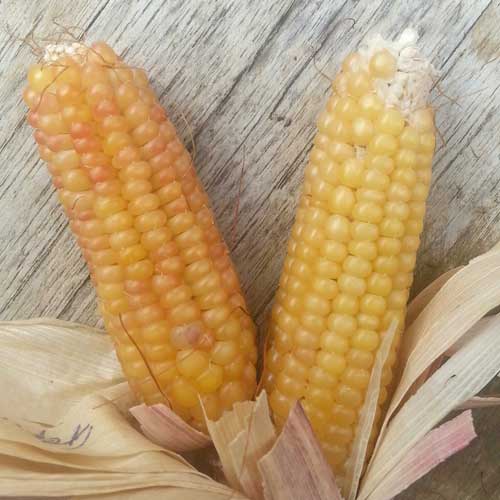 Sweetcorn Mini Pop Seeds - buy online at chili-shop24.com