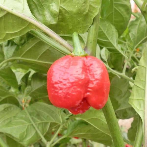 Order Infinity Chili Seeds online - chili-shop24.de