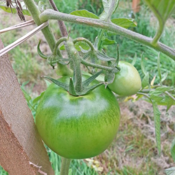 Order Floradade tomato seeds online - chili-shop24.de
