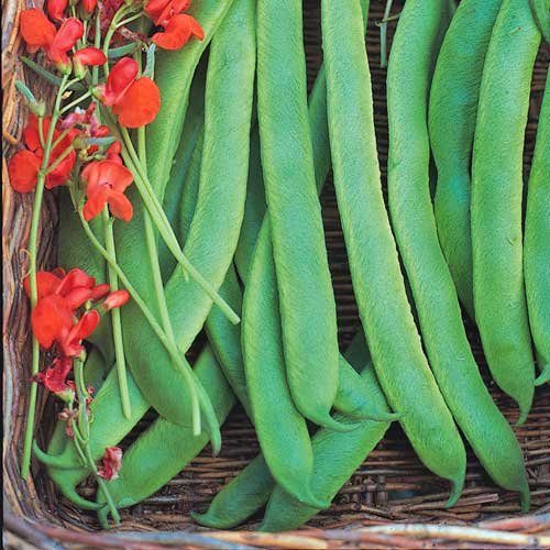 Runner bean Polestar Seeds - buy online at chili-shop24.com