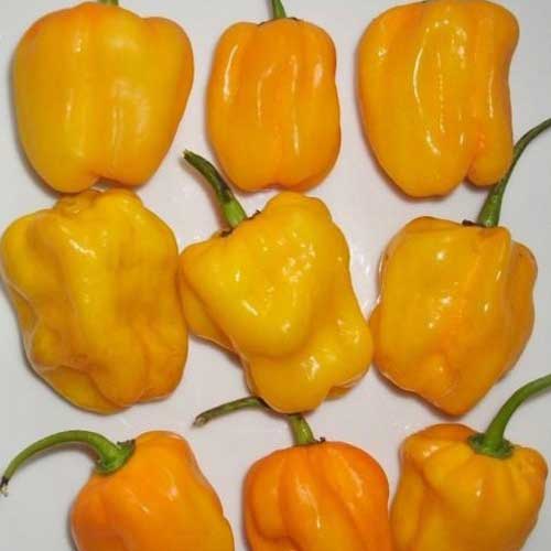 Order Habanero Aji Umba Yellow (Adjuma) Chili Seeds at chili-shop24.com