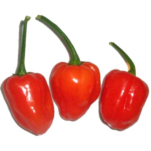 Hottest Peppers In Vietnam Habanero Vietnam Chili Peppers