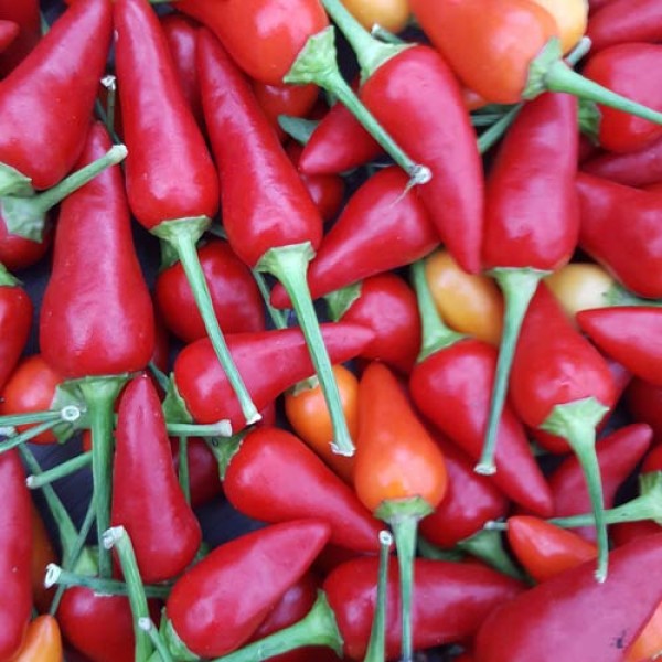 Order Tennessee Teardrop Chili Seeds online at chili-shop24.de