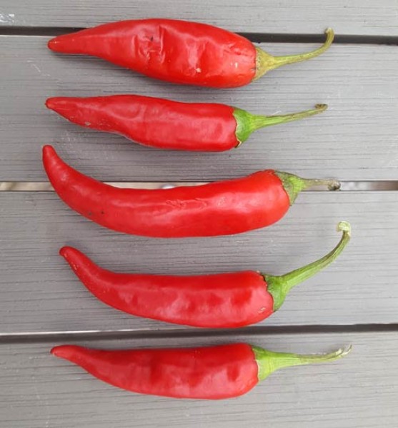 Dutch Red chili seeds - buy online at chili-shop24.com