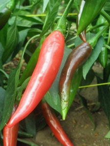 Puya / Pulla chili seeds - buy online at chili-shop24.com | Chili ...