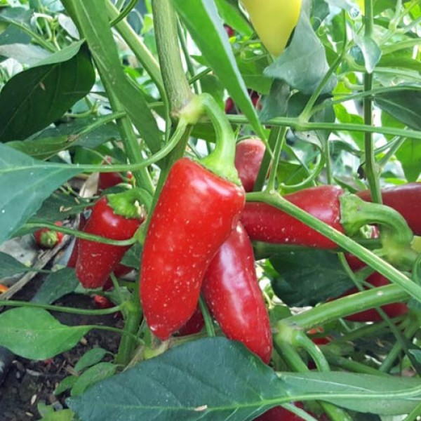 Snoopy Chili seeds - buy online at chili-shop24.com