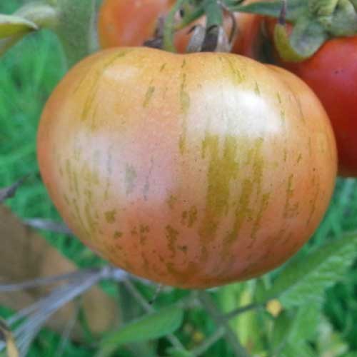 Red Zebra Tomato Seeds - buy online at chili-shop24.com