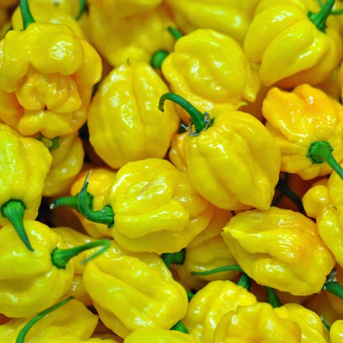Fresh organic Scotch Bonnet Yellow chillies - buy online at chili ...
