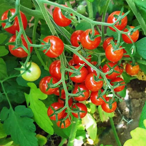 Sweet Aperitif tomato seeds - buy online at chili-shop24.com
