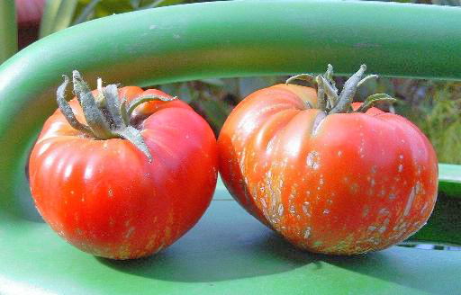 Feuerwerk tomato seeds - buy online at chili-shop24.com