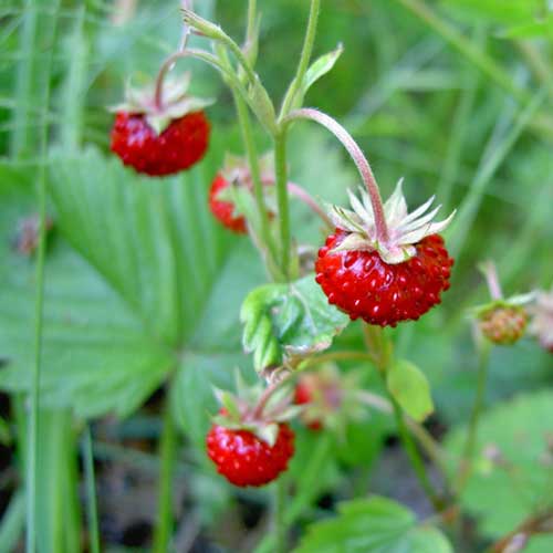 Strawberry Red Wonder Seeds - buy online at chili-shop24.com
